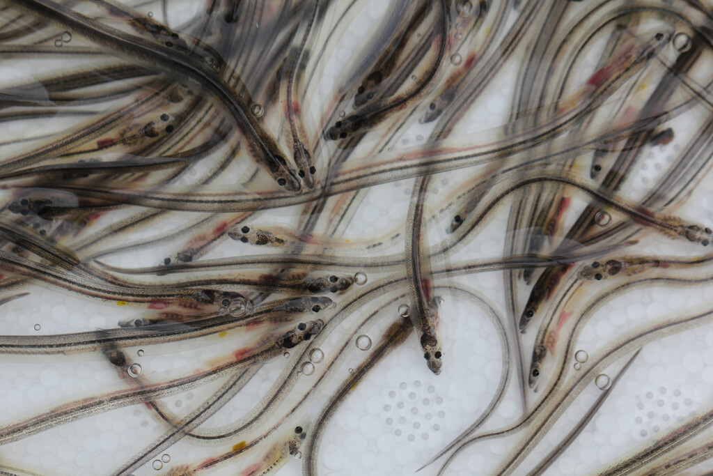 El mejor momento de la angula, un pescado de temporada tan exclusivo ...