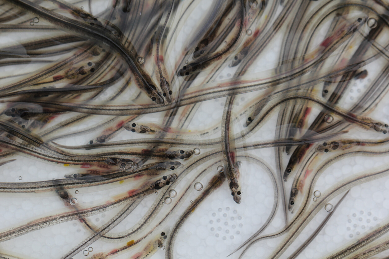 El mejor momento de la angula, un pescado de temporada tan exclusivo ...