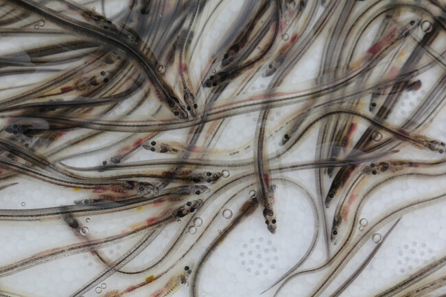 El mejor momento de la angula, un pescado de temporada tan exclusivo ...