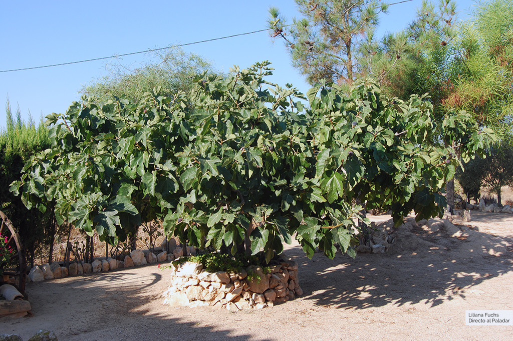 Higos: propiedades nutricionales y beneficios de la fruta de temporada ...