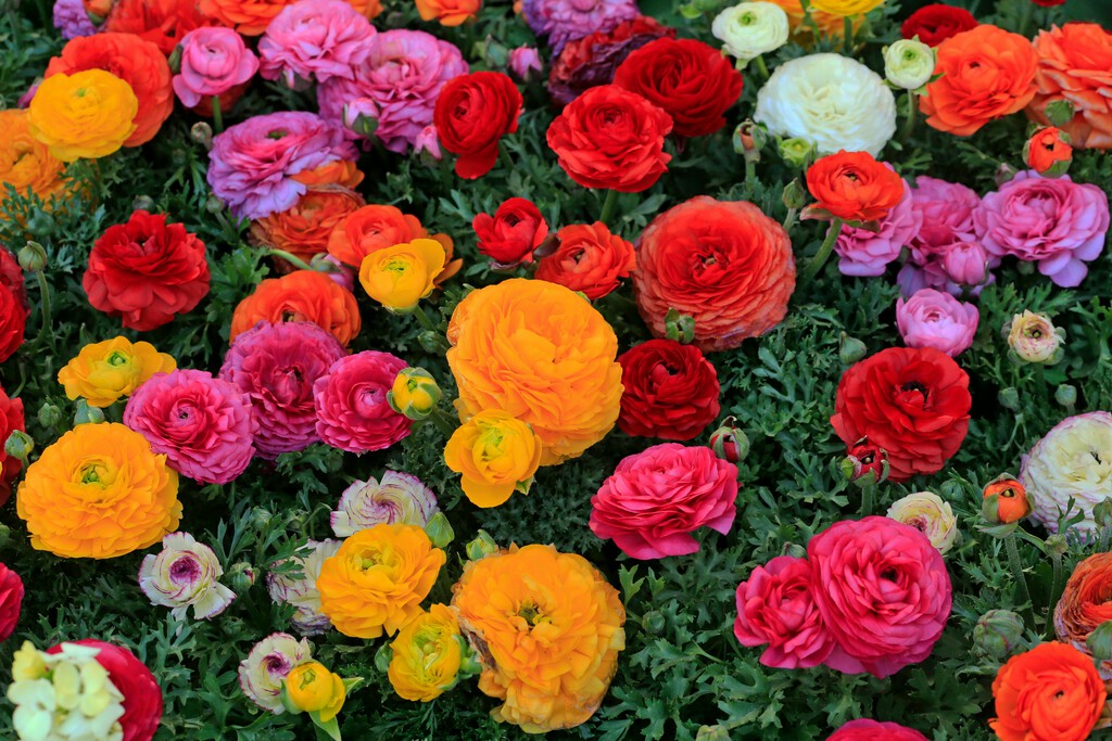 Ranúnculos: cómo plantar y cuidar la flor más elegante para llenar tu ...