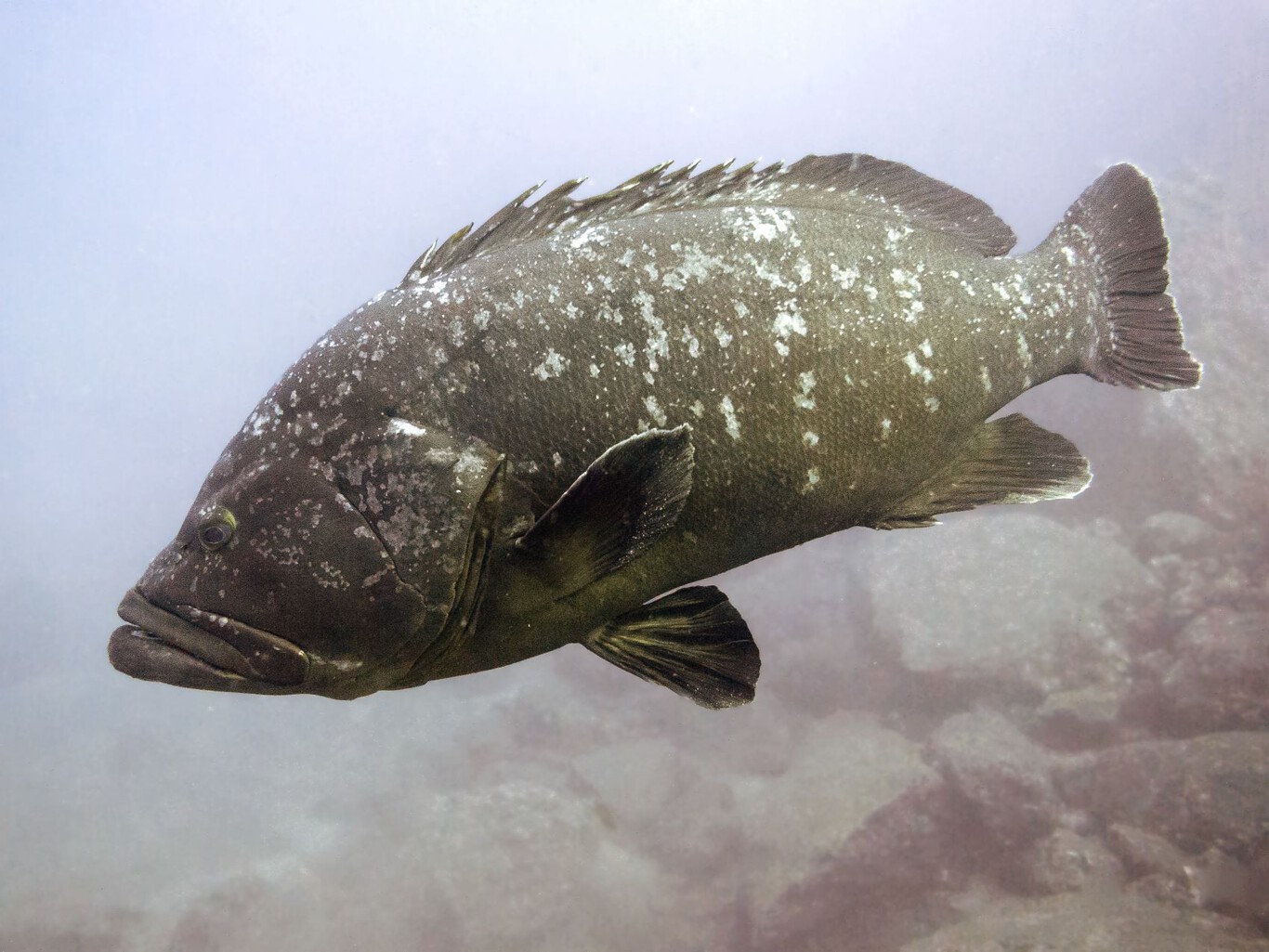 Qué es el mero o cherna, un exquisito pescado blanco hermafrodita ...