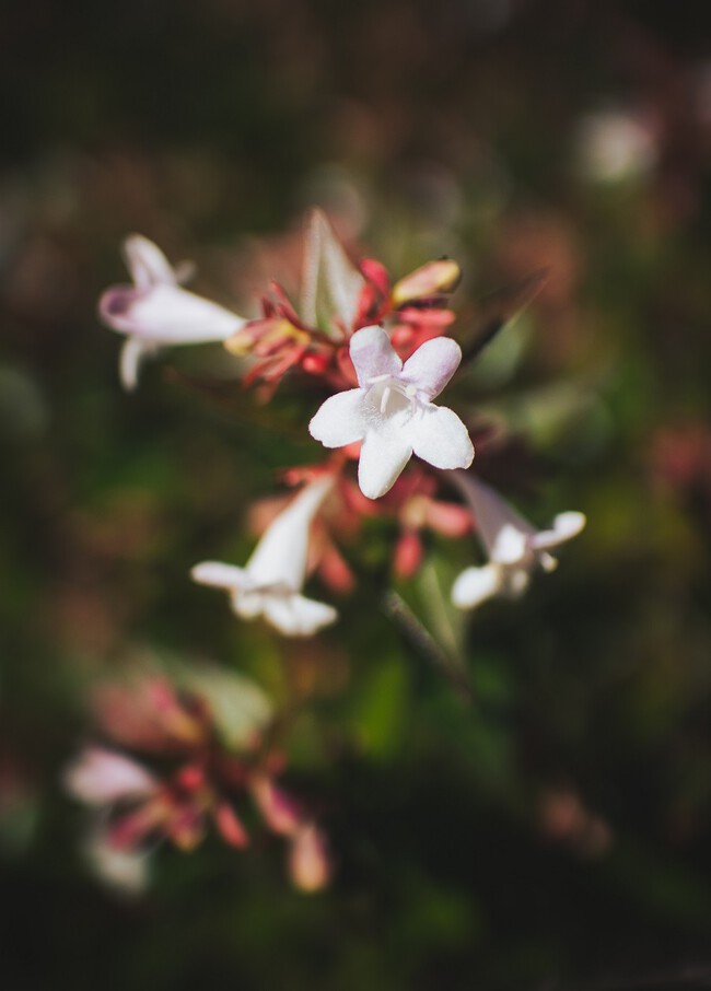 Cinco plantas perennes con flor para llenar de color tu jardín o la ...