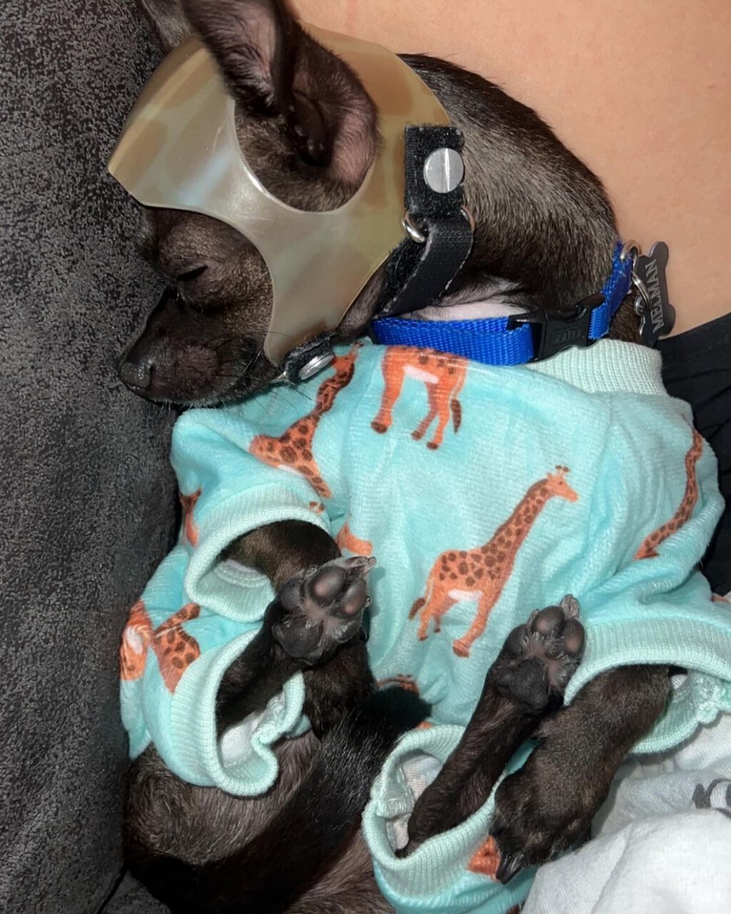 La conmovedora historia de Melman, el chihuahua que necesita un casco ...