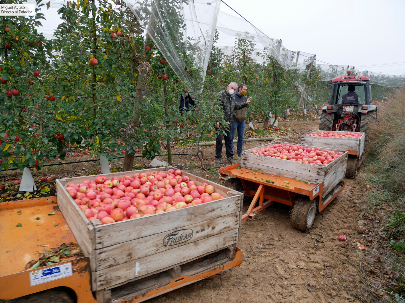 La incansable búsqueda de la manzana rosa (o por qué le importa tanto a ...