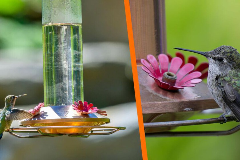 Cómo hacer bebederos para colibríes con consejos de expertos y tips ...