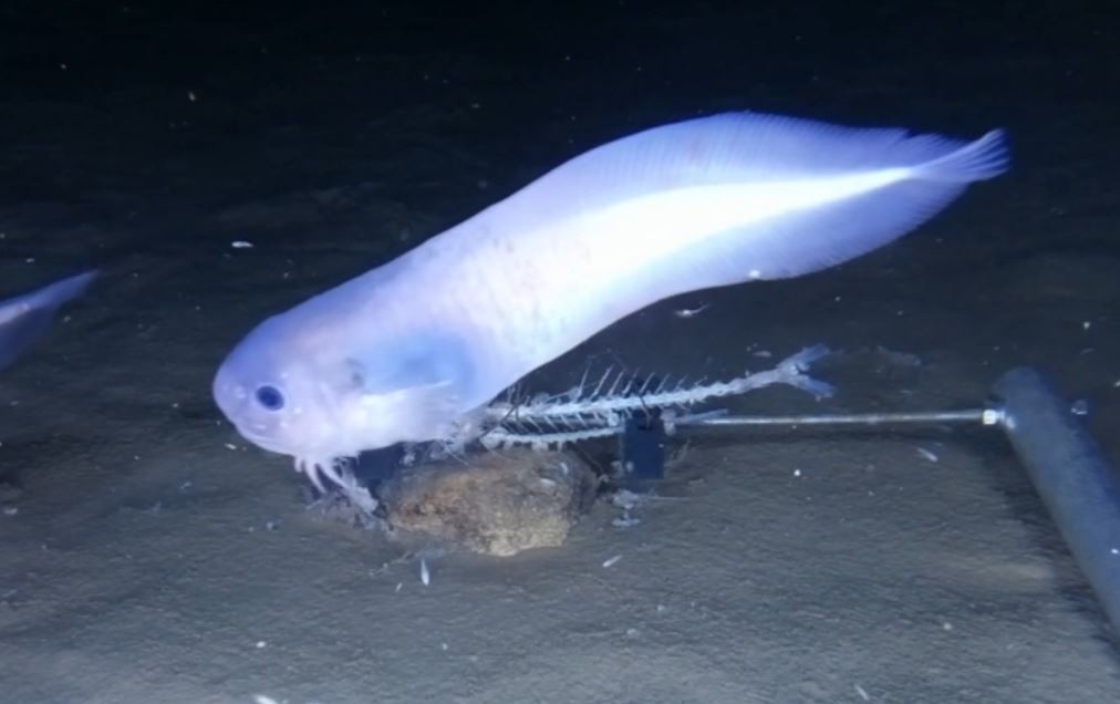 Tres nuevos 'peces babosos' nos recuerdan que no sabemos casi nada de ...