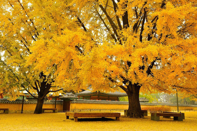 Bienvenido otoño: los 11 paisajes de campiña más relajantes del planeta