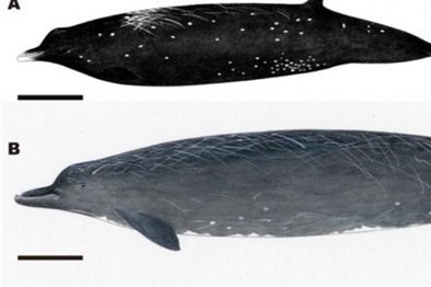 Se encuentra una nueva especie de cetáceo en las costas de Japón: la ...
