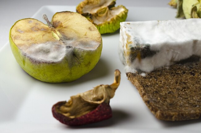 Qué es el moho, por qué aparece en nuestros alimentos y cuándo puede ...