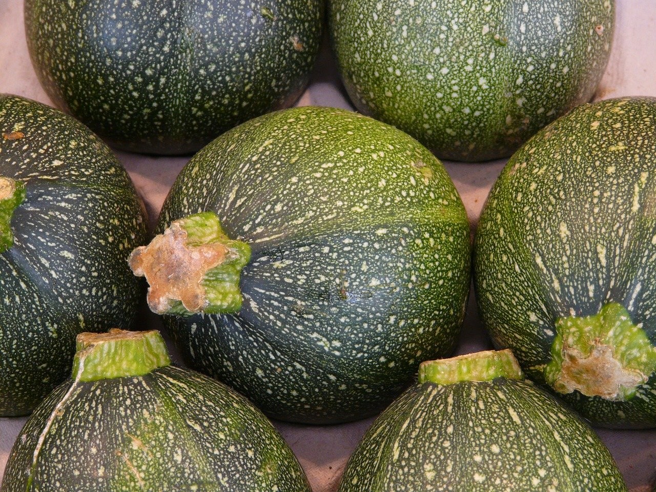 Disfruta del mejor calabacín en el esplendor de su temporada ...