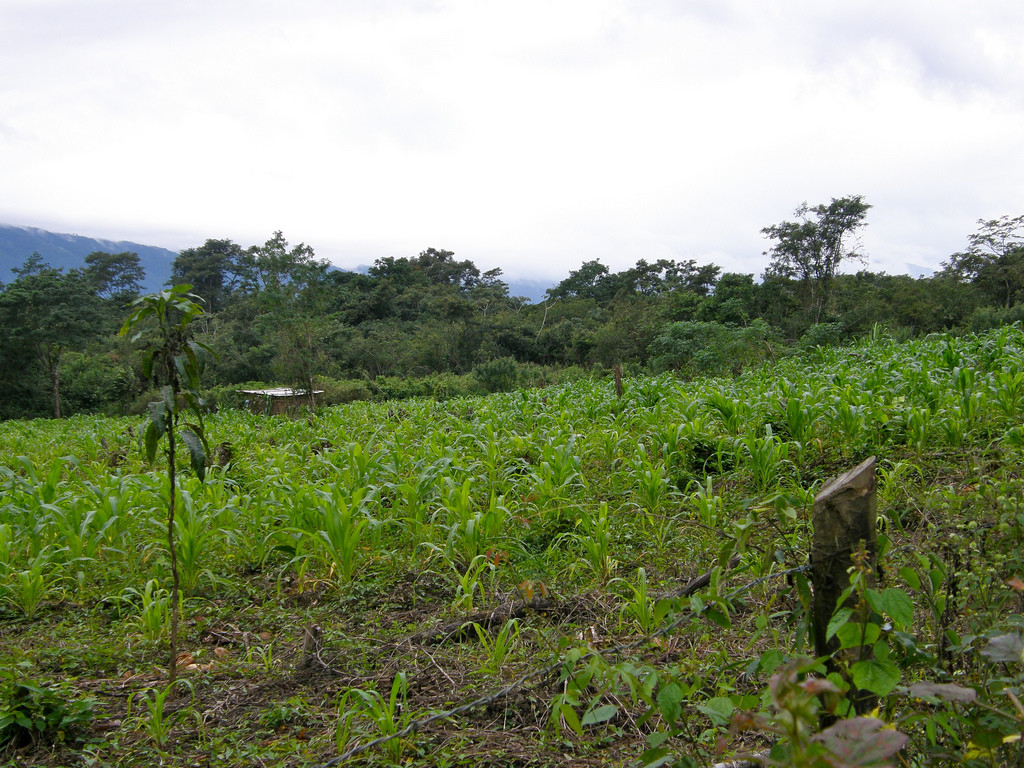 Una probadita de sabores mexicanos con la Ruta de la Milpa