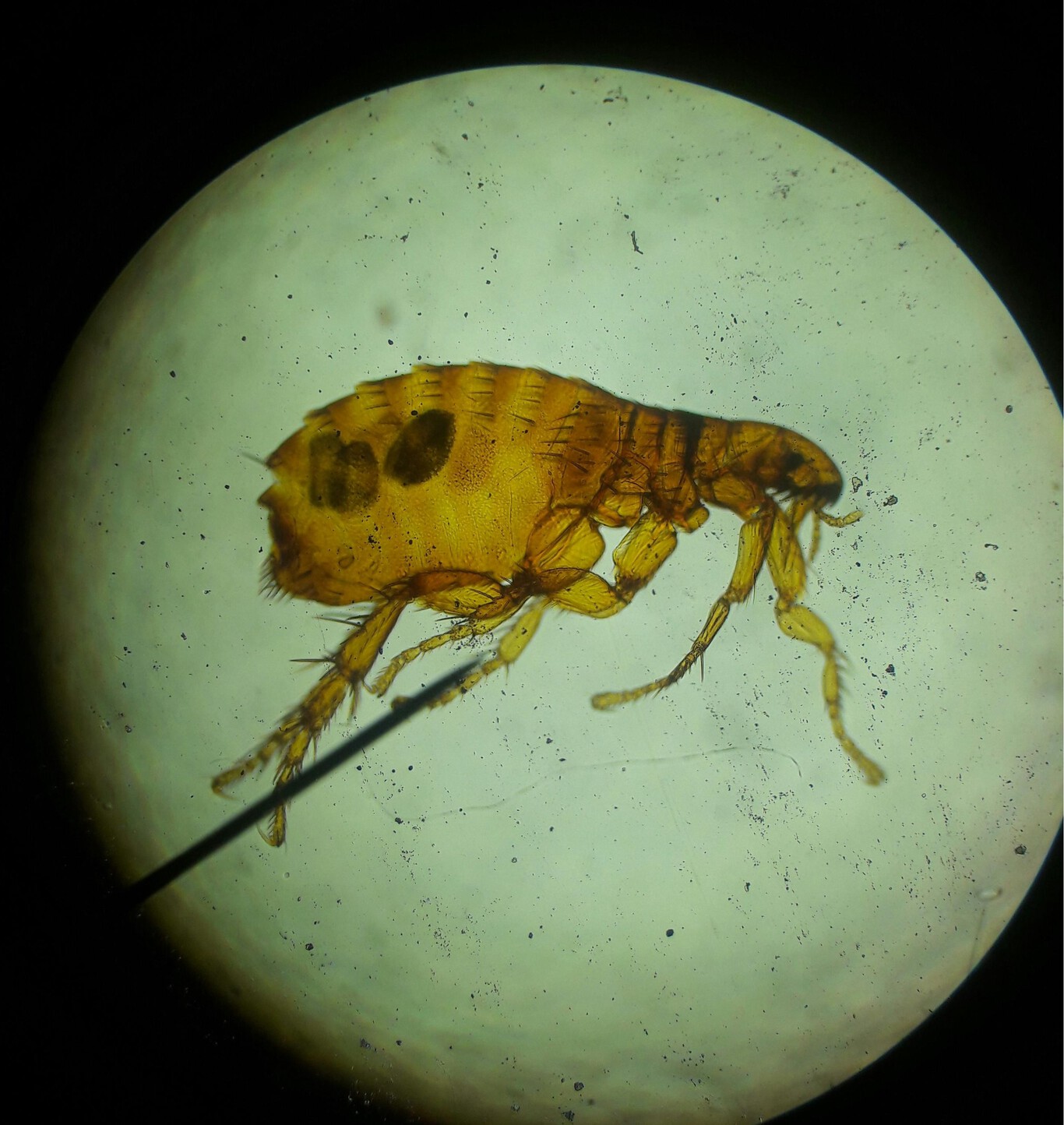 Qué son las pulgas, cómo se le pegan a tus mascotas y cómo evitarlas