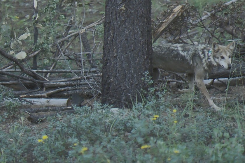 En un hecho histórico, siete lobos mexicanos fueron liberados en su ...