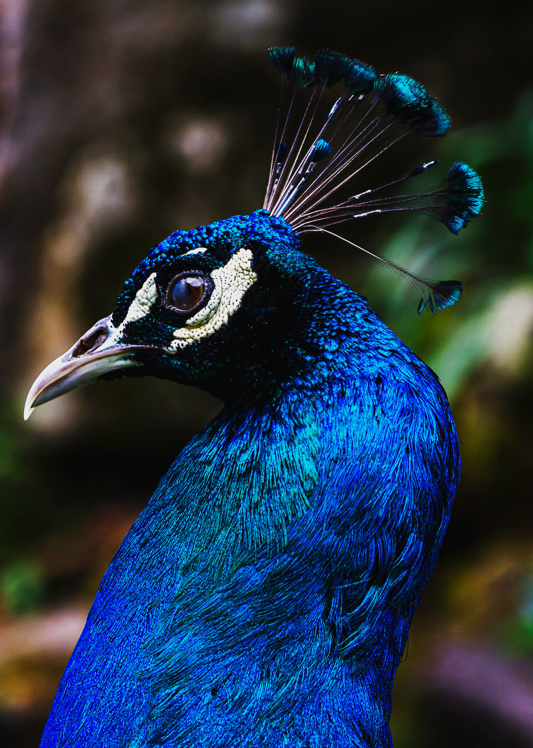 Explorando estilos fotográficos: la fotografía de aves como método para ...