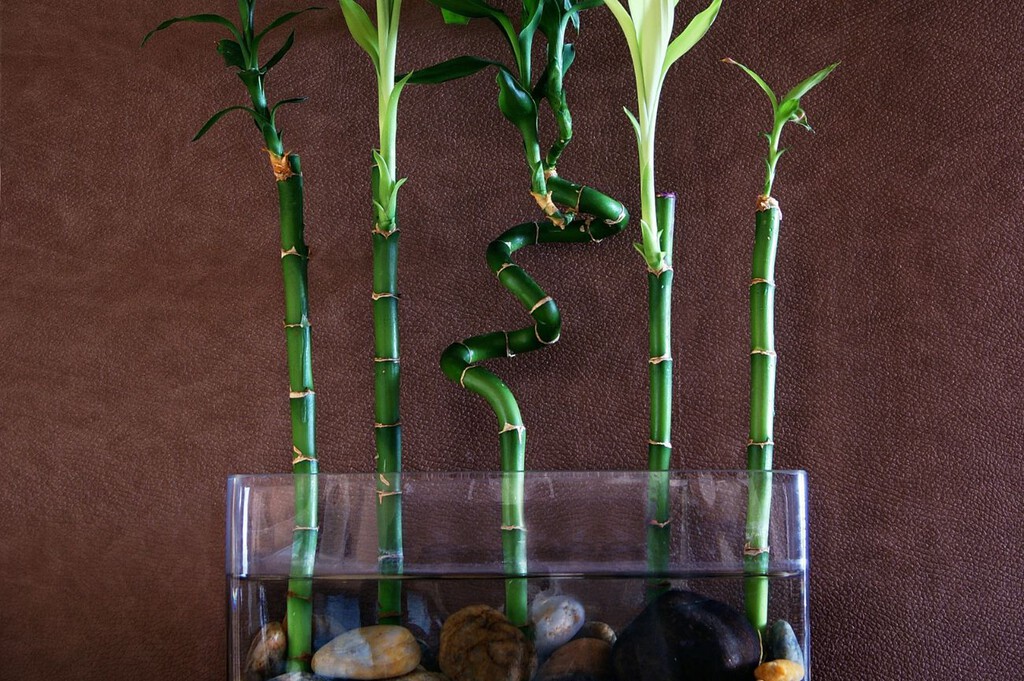 5 plantas de interior que crecen en agua: son fáciles de cuidar, y ...