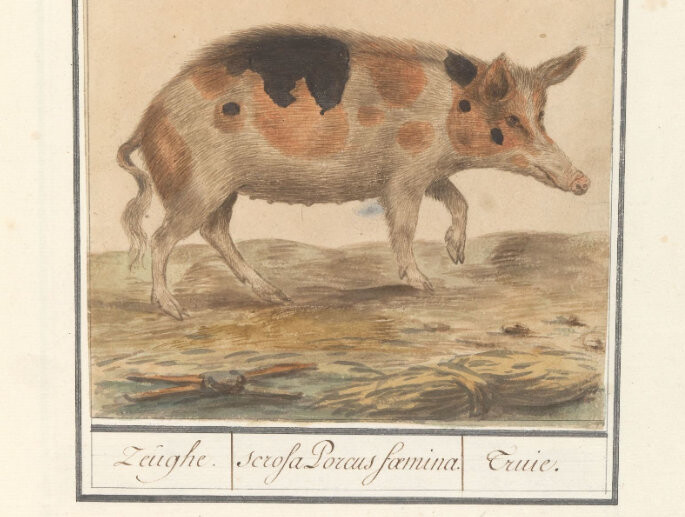 Alguien se ha dedicado a estudiar por qué está todo mal con los cerdos ...