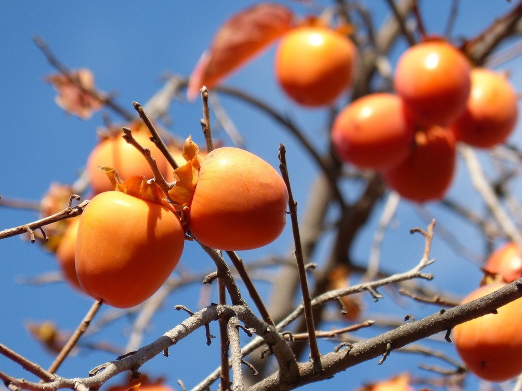 Caqui, kaki o persimón, la olvidada fruta otoñal que también merece un ...