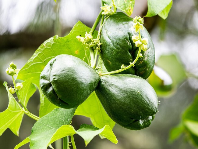 Qué es el chayote, la hortaliza prima del melón y el calabacín ...