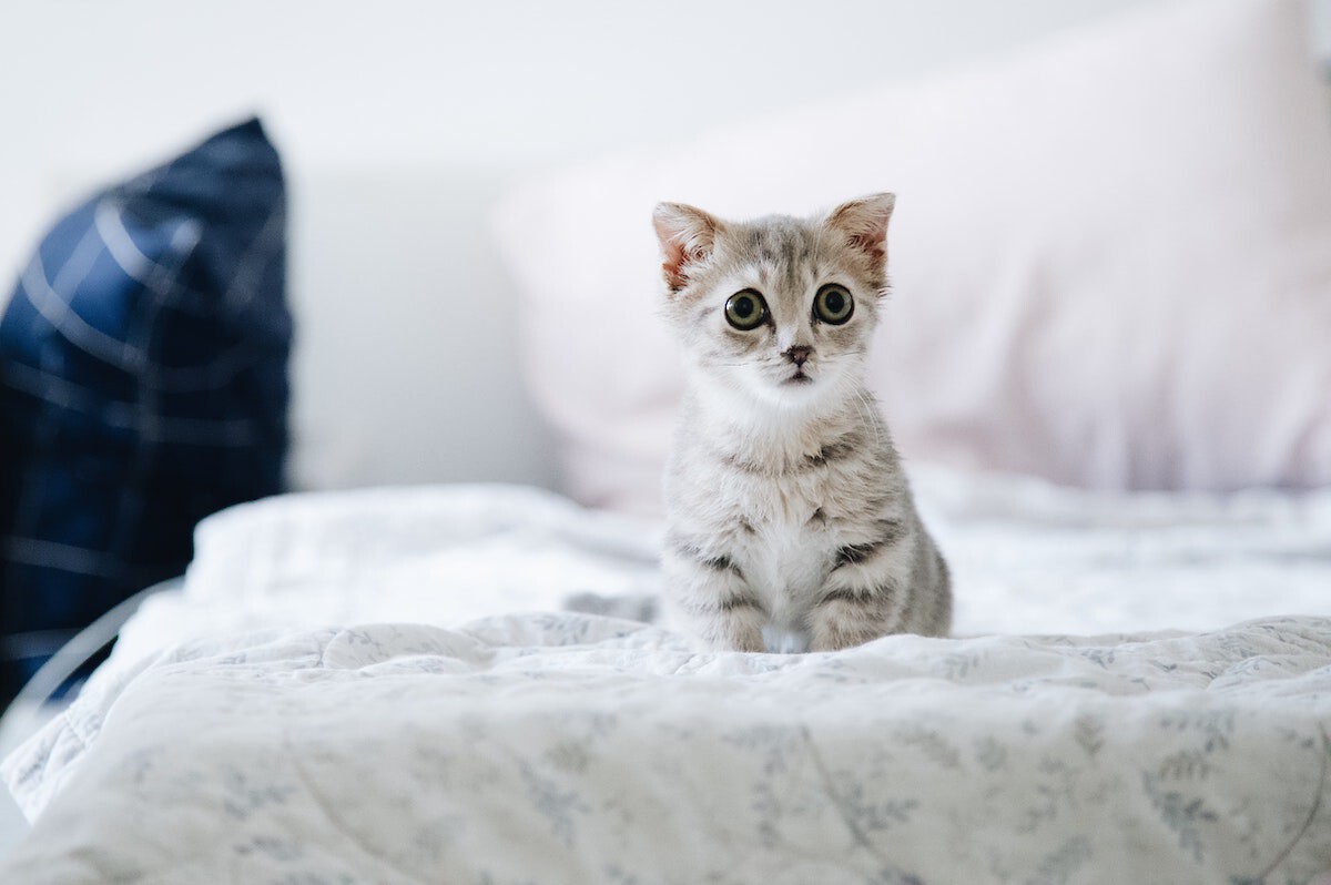 Los cinco beneficios de tener un gato en casa