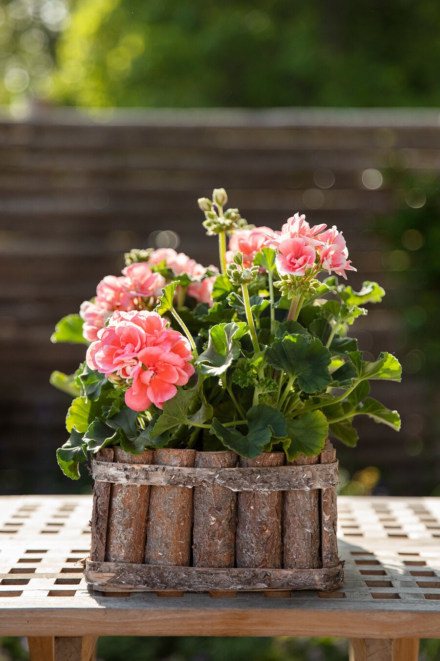 Cinco consejos de experto para comprar los mejores geranios y que te ...
