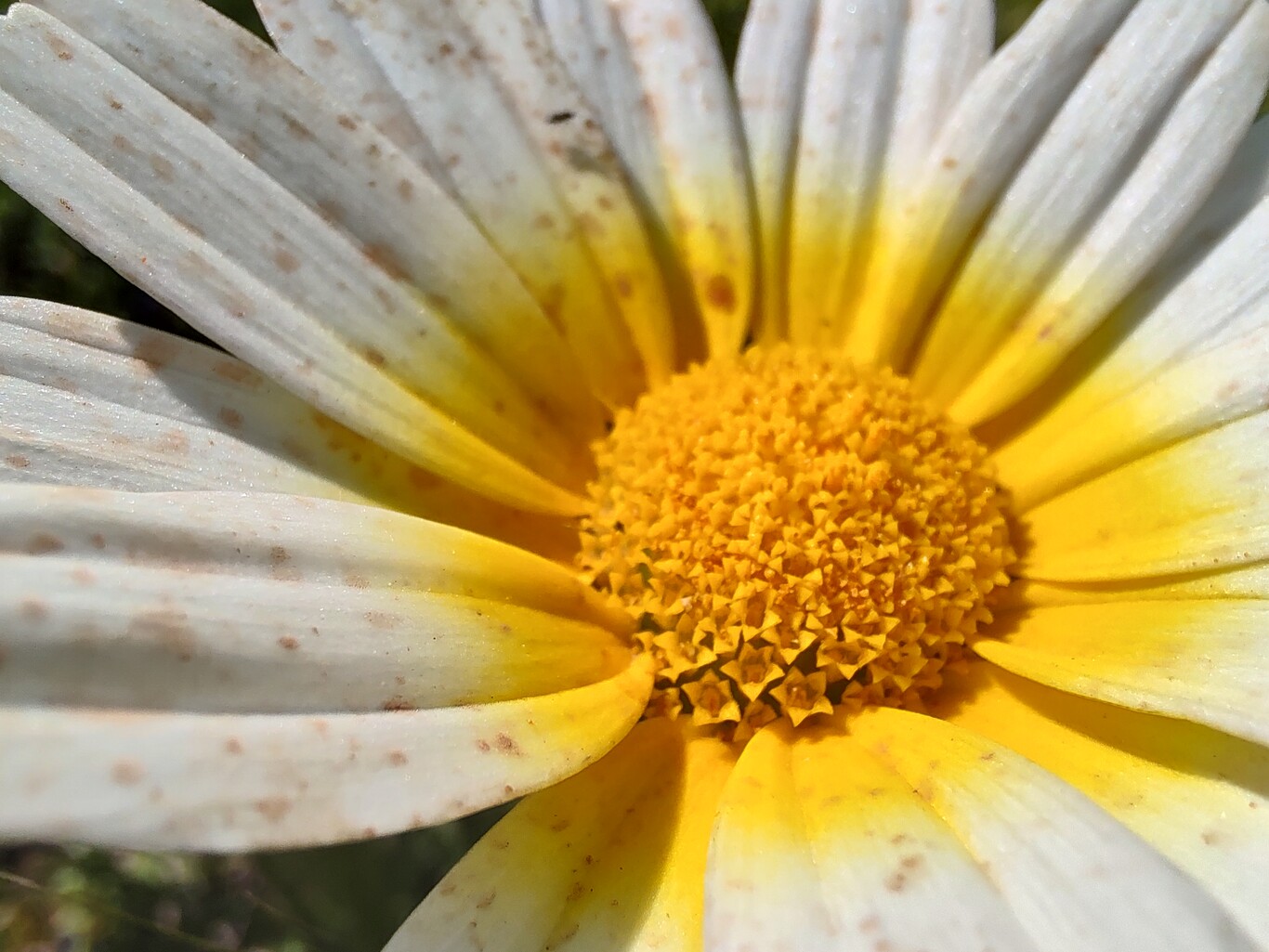 Motorola Moto g100, análisis: review con características, precio y ...