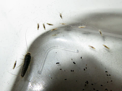 Si vez estos peces en el baño, revisa tu casa, puedes tener problemas ...