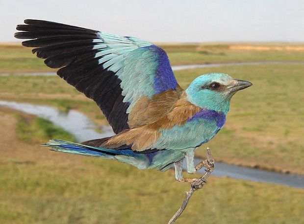 La Carraca ha sido elegida ave del año 2012