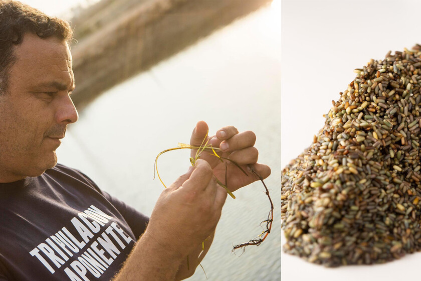 Ángel León anuncia su último gran descubrimiento: un cereal marino ...