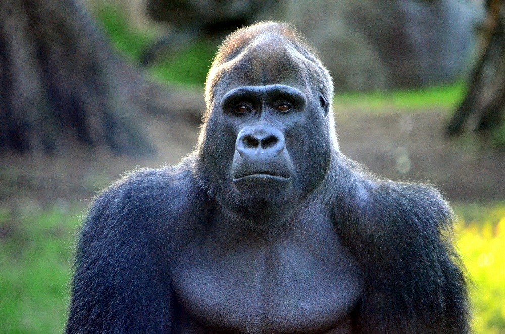 Mientras salvamos al oso panda porque es mono, dejamos extinguirse a ...