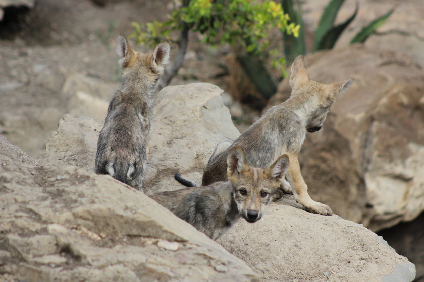 Nace (otra) nueva camada de lobo gris mexicano, una de las especies en ...
