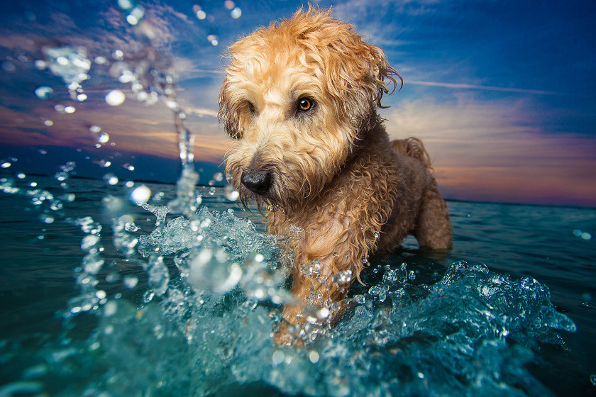 Dog Photographer of the Year 2017: imagenes ganadoras del concurso ...