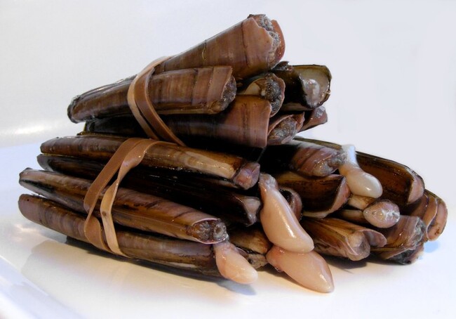 Navajas: uso, propiedades y recetas de este marisco que se consume todo ...