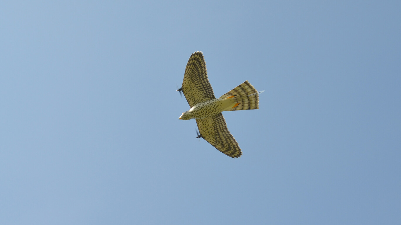 La colisión de aves con aviones es un gran problema. Hay quienes creen ...