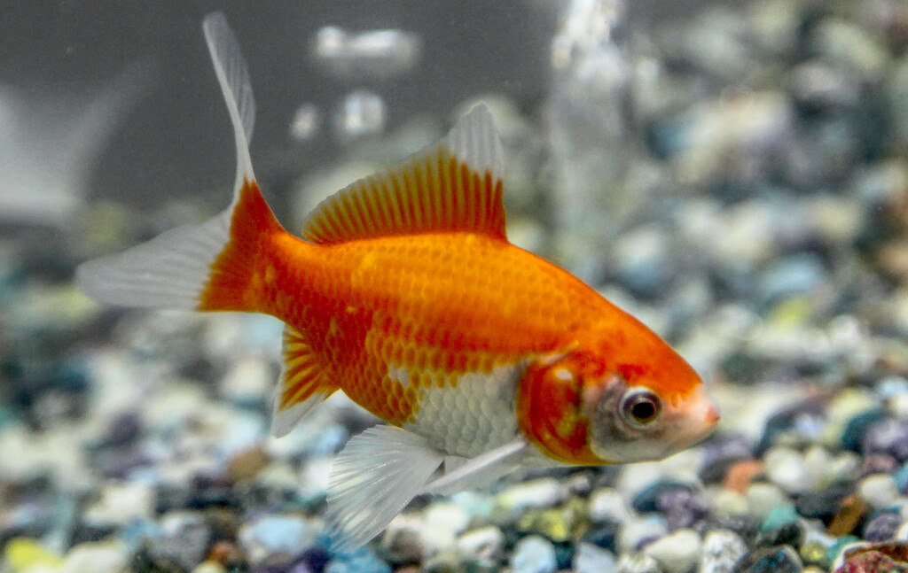 Estos científicos le enseñaron a un pez de colores a conducir una ...