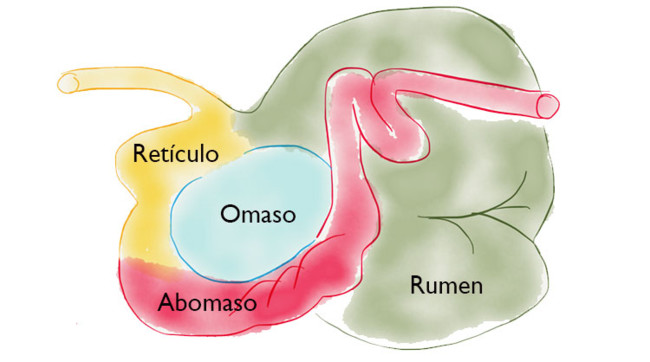 Estómago E Intestinos De Rumiantes