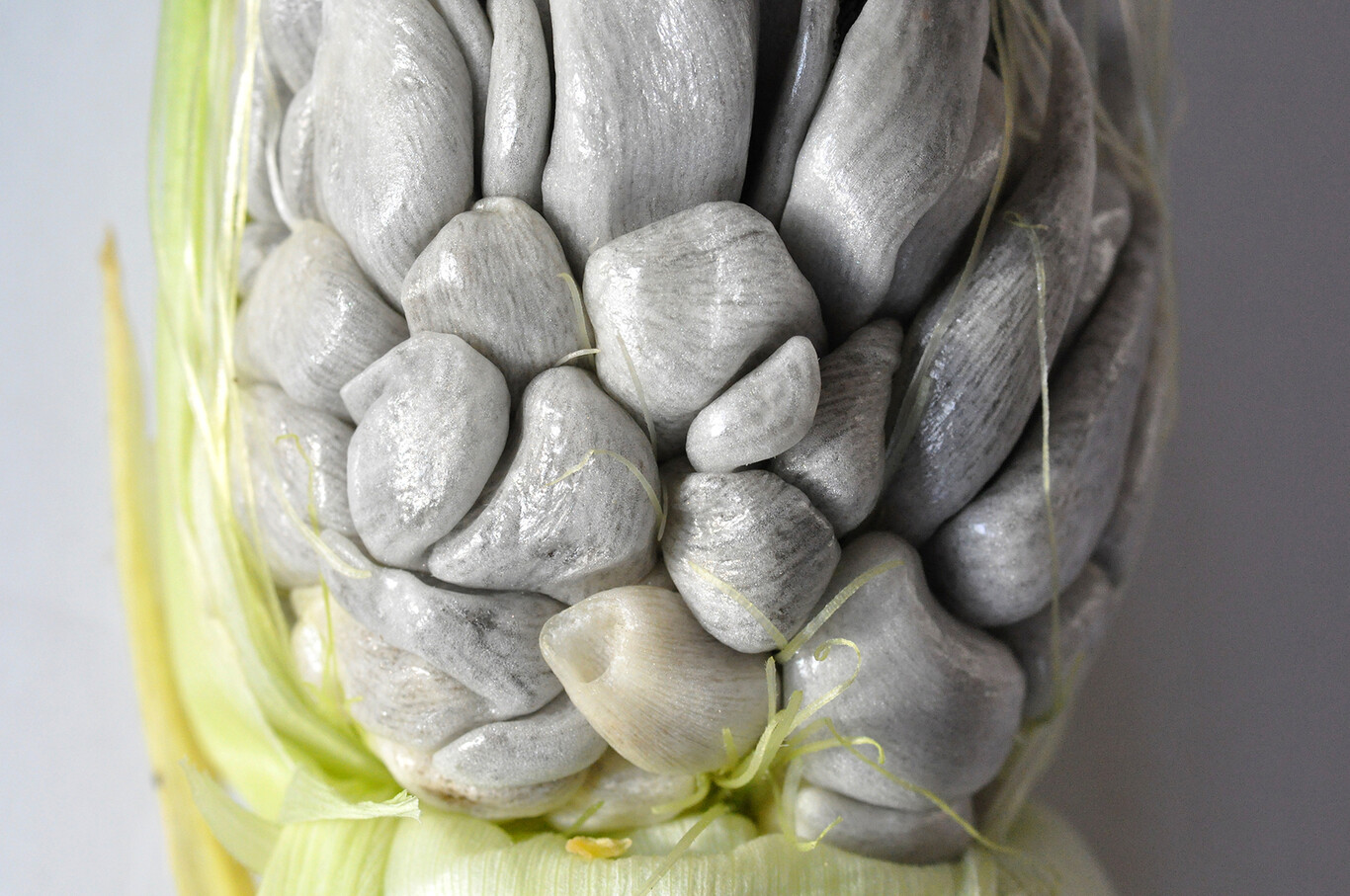 Qué Es El Huitlacoche O Cuitlacoche Ingrediente Exquisito De La Cocina