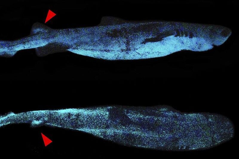 Se descubre este enorme tiburón bioluminiscente en las profundidades ...