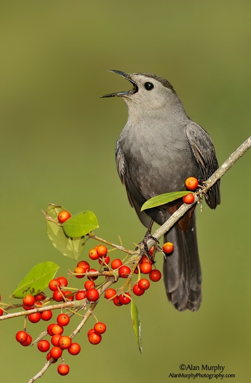 Descubriendo fotógrafos: Alan Murphy