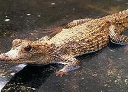 Carne de caimán, una delicatessen muy especial