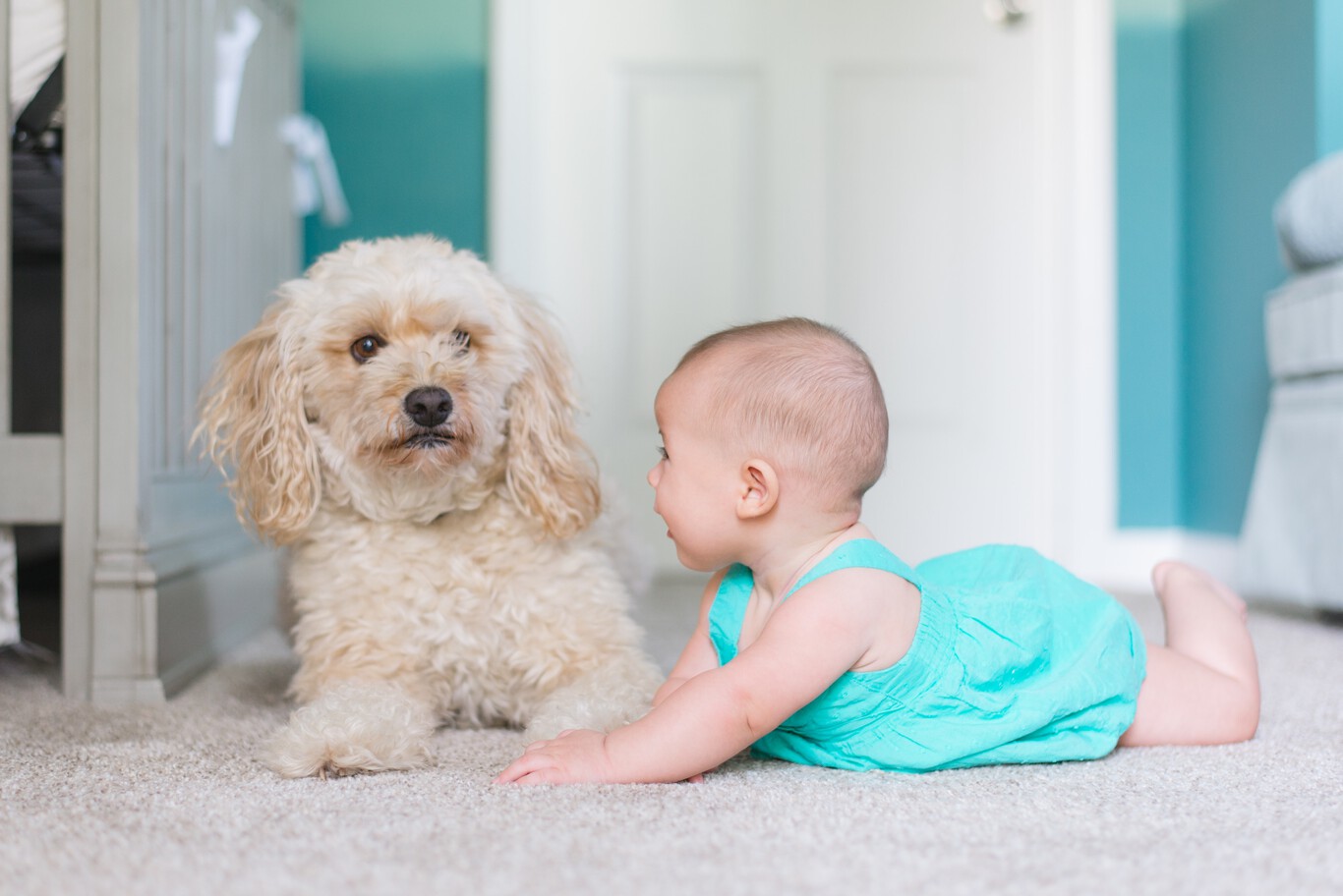 Pautas y consejos de experto para que los bebés y perros convivan a la ...