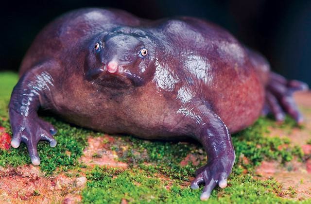 Éstas son algunas de las ranas más raras del mundo