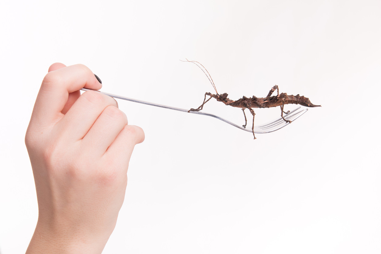 Siete beneficios de comer insectos