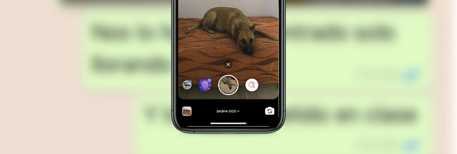 Sasha Dog: "el filtro del perro" que está enloqueciendo a las familias ...