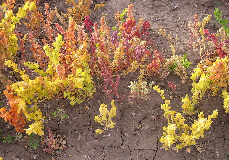 Todo sobre la kañiwa: propiedades, beneficios y su uso en la cocina