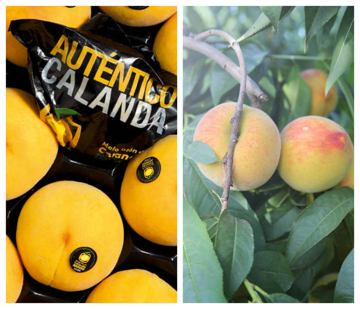 El melocotón, una fruta de temporada para apurar el verano, cargada de ...