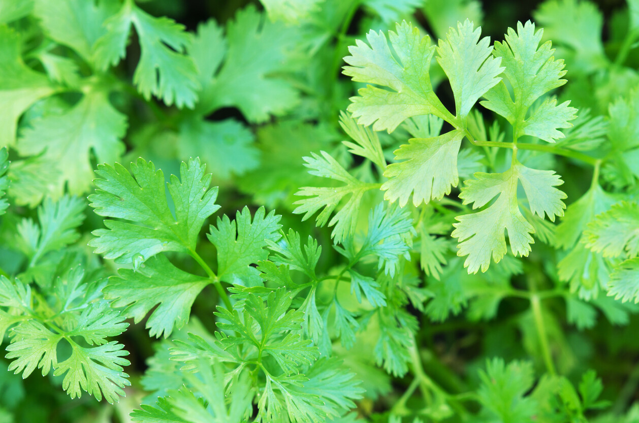 Cilantro, la hierba aromática imprescindible en la cocina ...