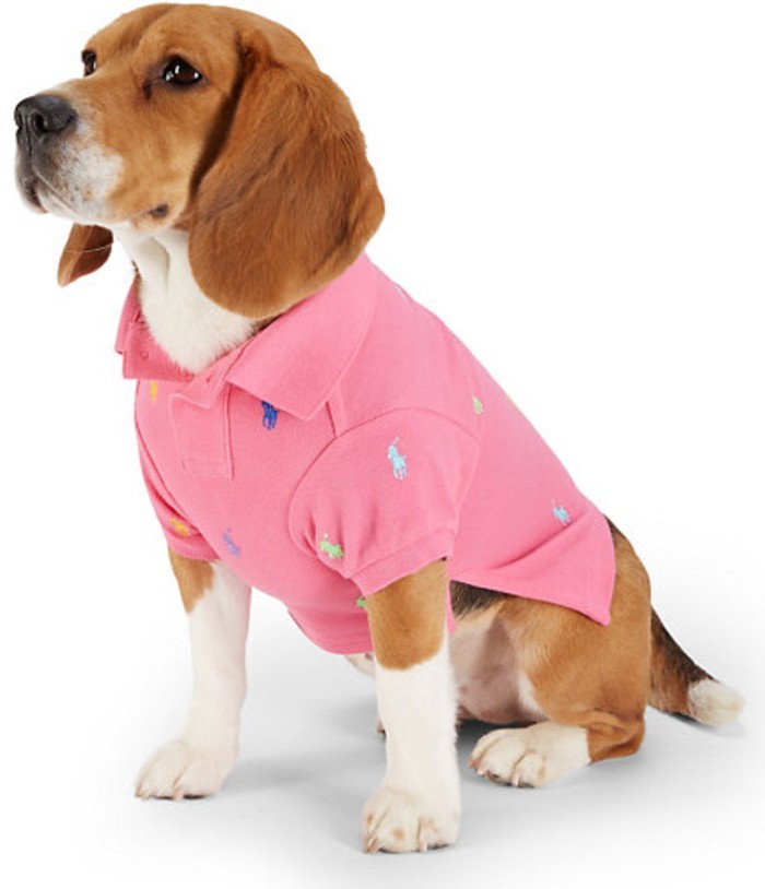 11 complementos de moda que debe tener tu perro si quieres que sea el ...