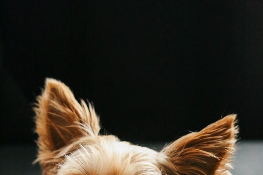 Esta es la frecuencia con la que deberíamos llevar a nuestro perro a ...