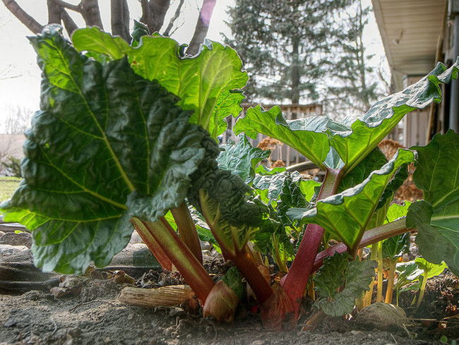 ¿Has escuchado hablar del ruibarbo?